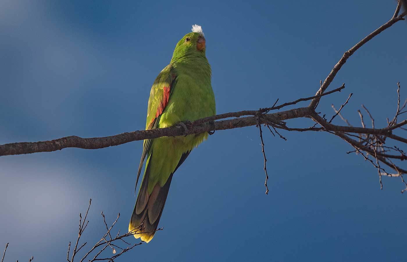 Debbie & Geoff's Australian Safari - Bird Photo Album 2022 NSW