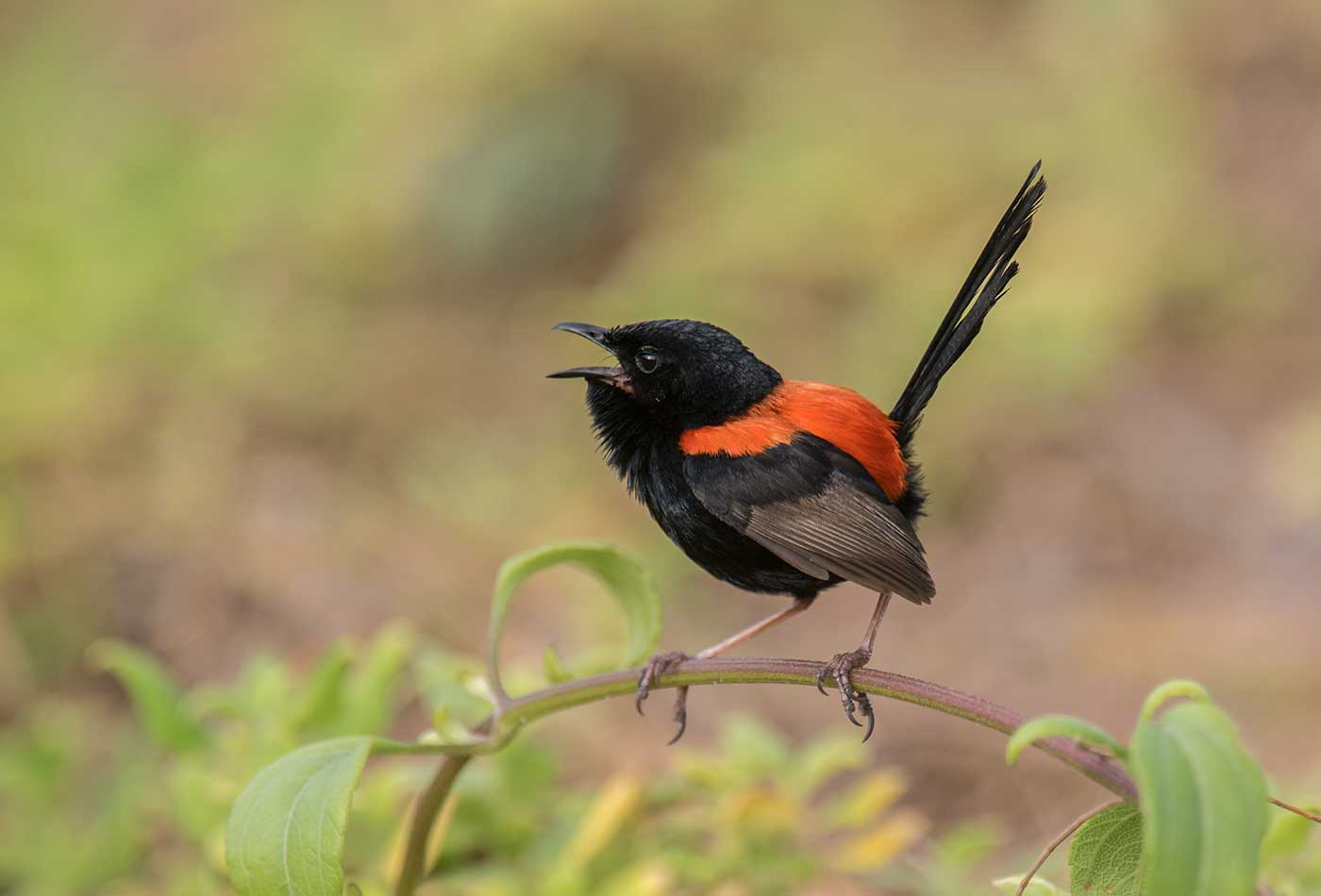 Debbie & Geoff's Australian Safari September & October 2018 Blog