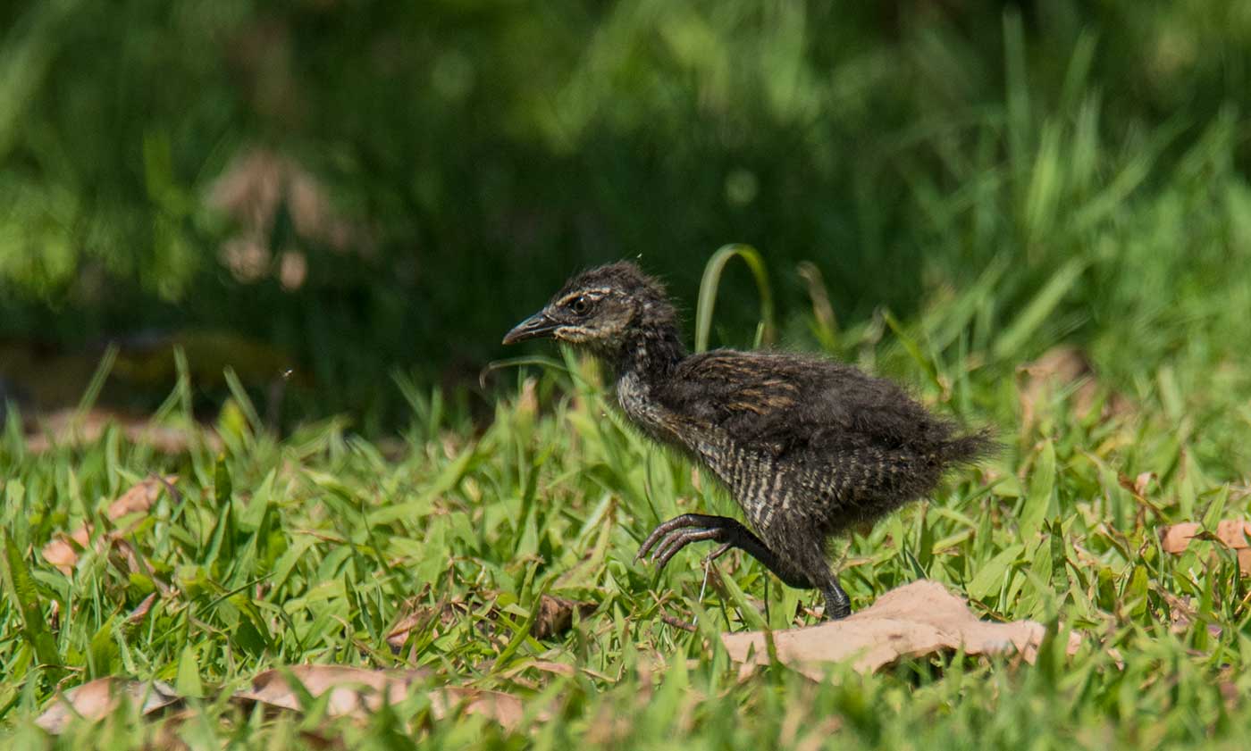 Debbie & Geoff's Australian Safari December 2018 Blog