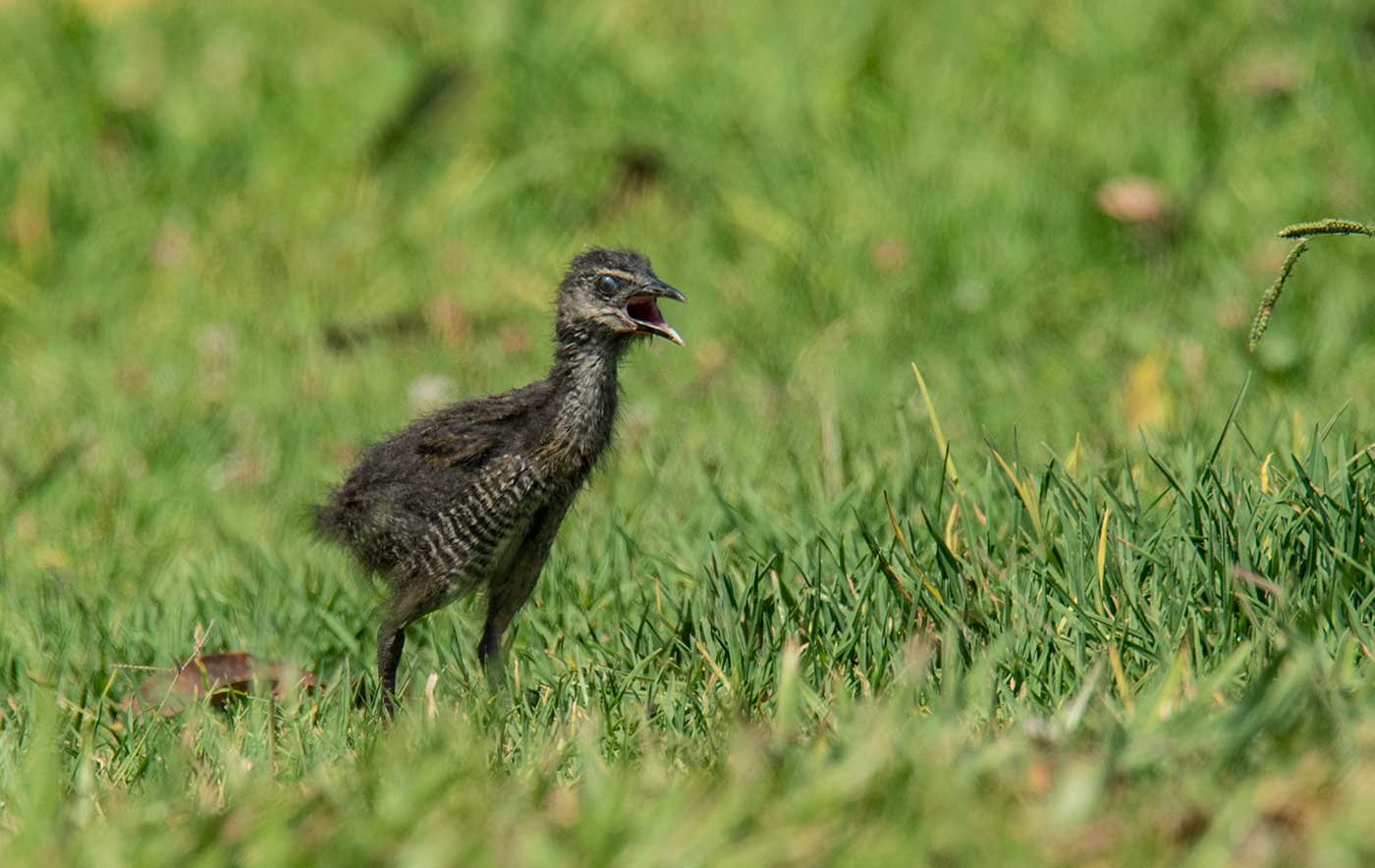 Debbie & Geoff's Australian Safari December 2018 Blog